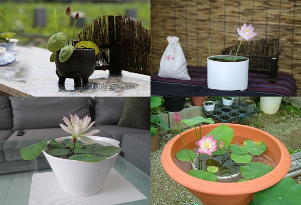 Trồng sen mini Nhật Bản – Tổng hợp những kinh nghiệm cần biết